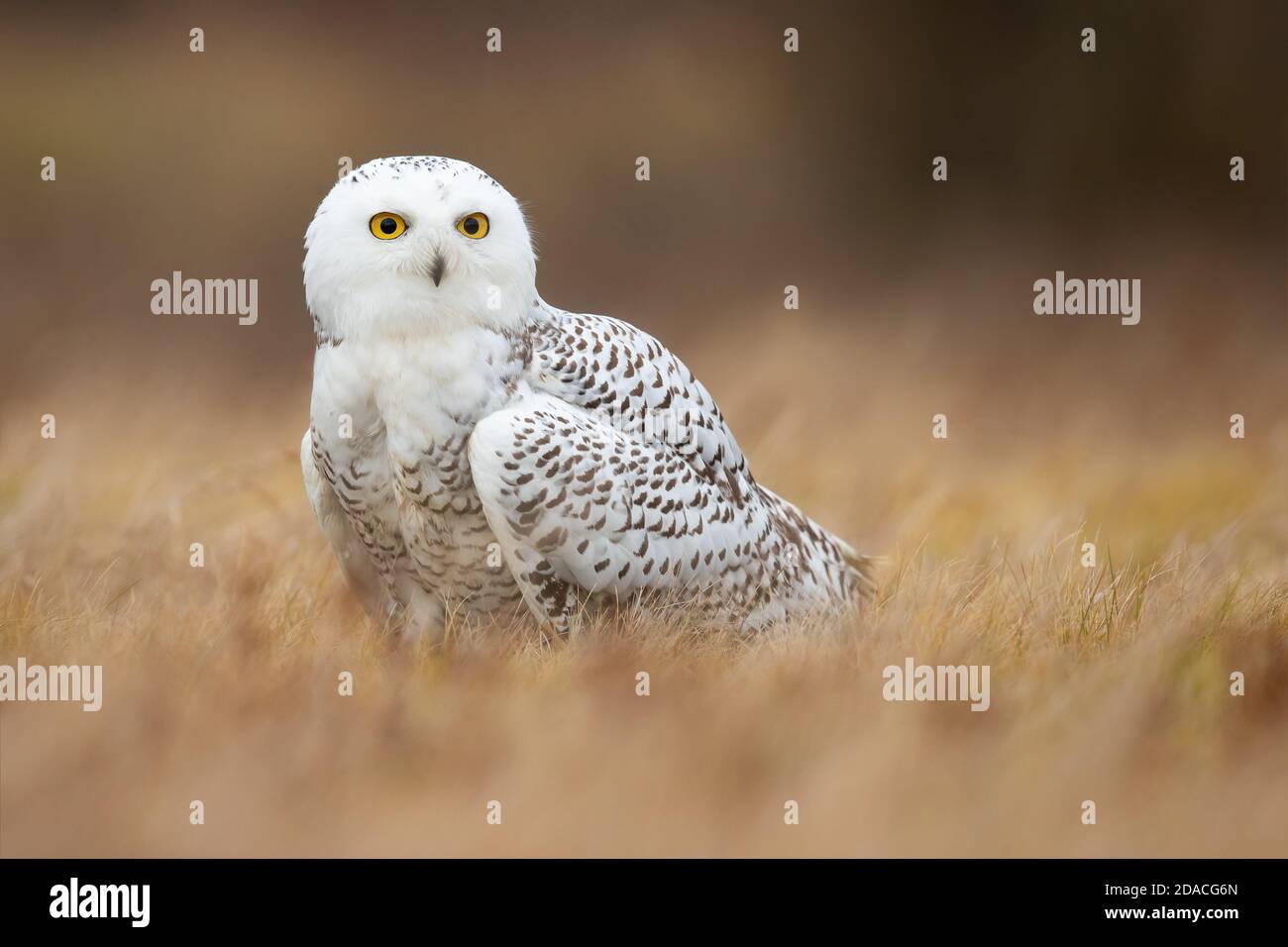 Snowy owl hunting for prey hi-res stock photography and images - Alamy