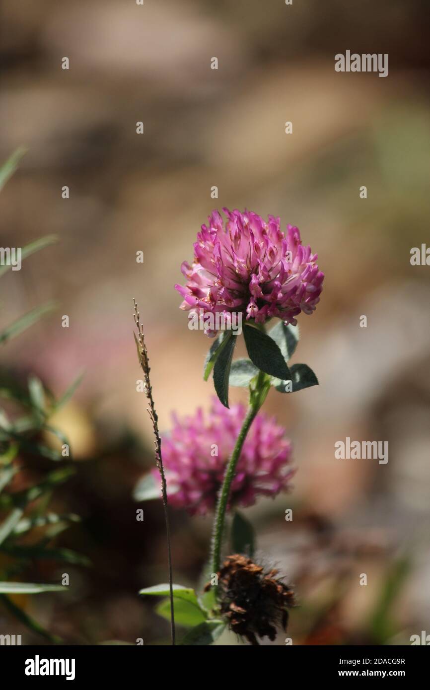 Autumn clover flowers hi-res stock photography and images - Alamy