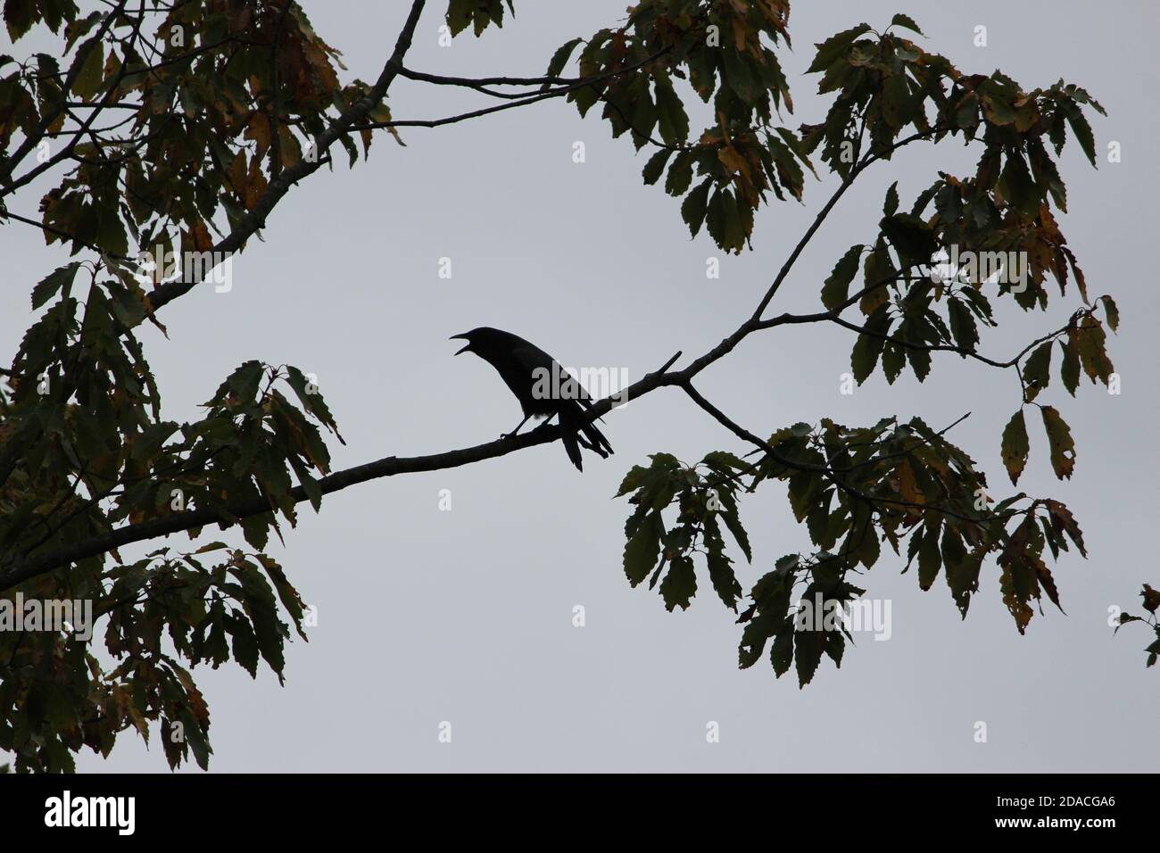 A crow calls from a tree branch Stock Photo - Alamy