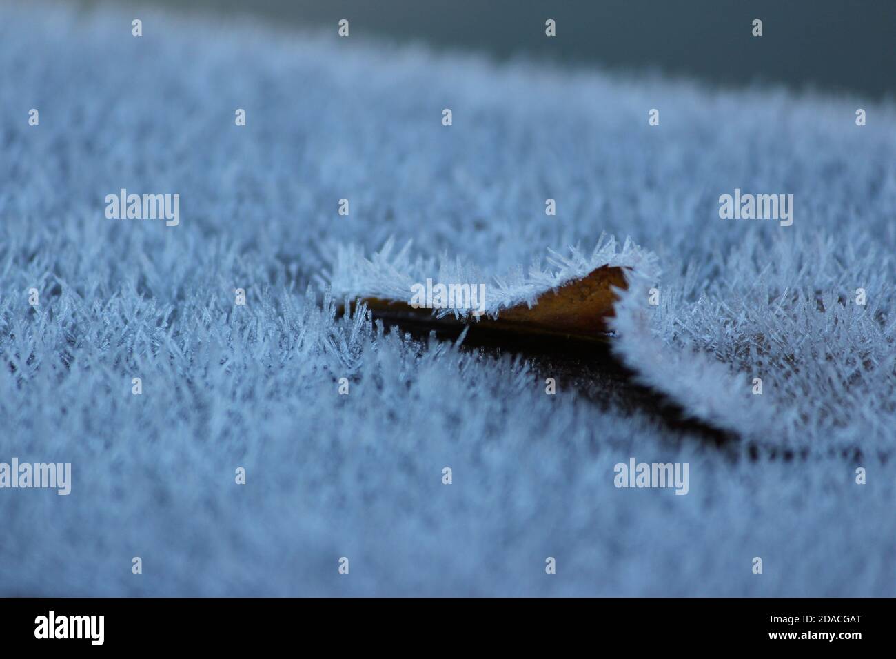 Frost in autumn hi-res stock photography and images - Alamy
