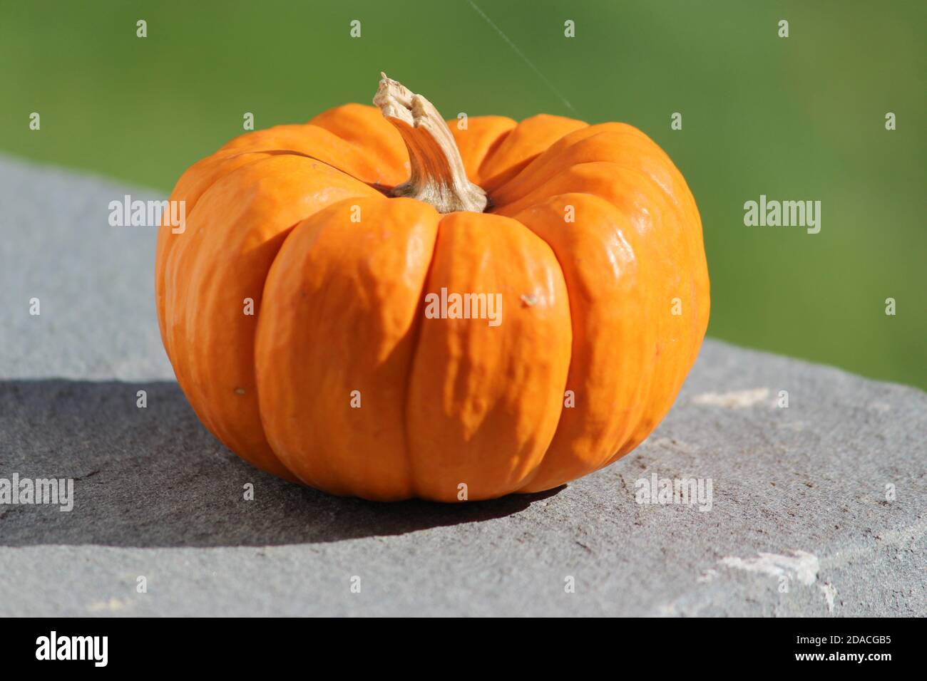One small pumpkin in autumn Stock Photo - Alamy