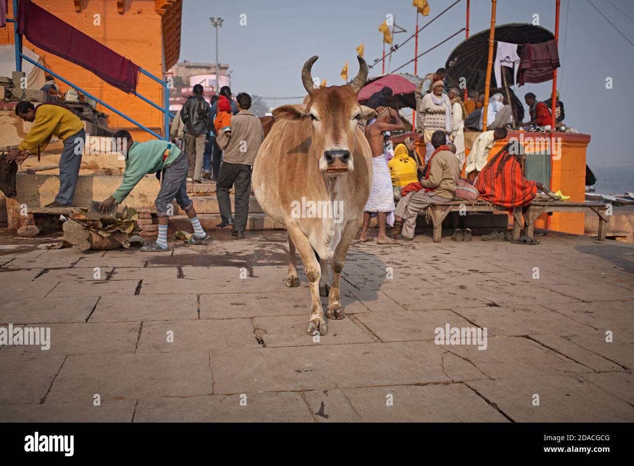 Varanasi, India, January 2009. A sacred cow walks through a Ganges ...