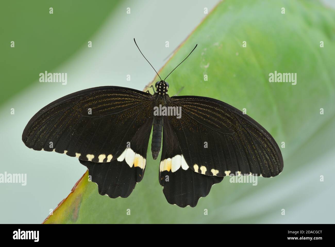 Tropical colorful butterfly resting on a leaf with open wings upper ...