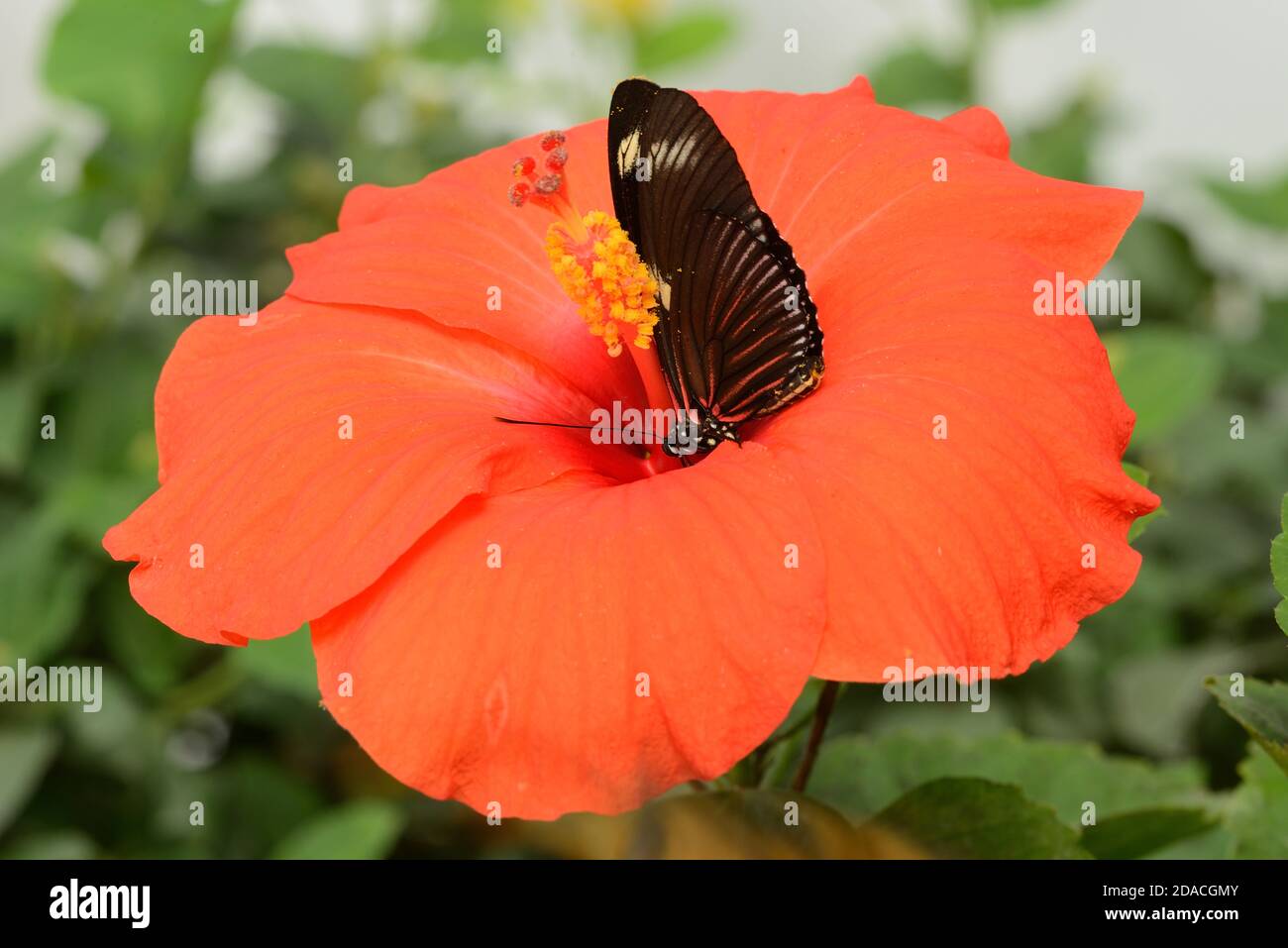 Hibiscus flower closed hi-res stock photography and images - Alamy