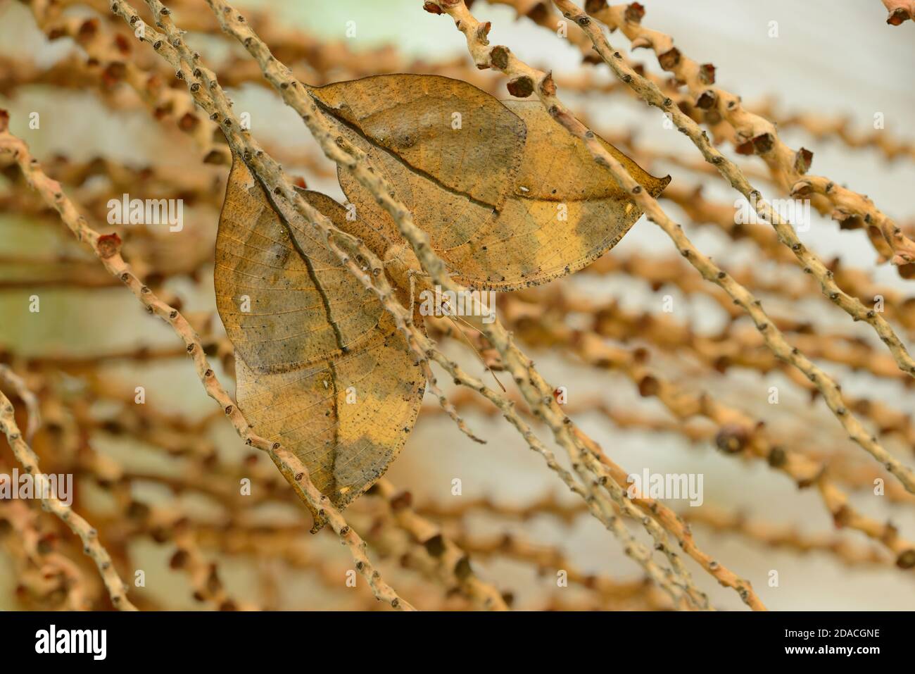 Camouflage of butterfly resting on a leaf with open wings underneath ...