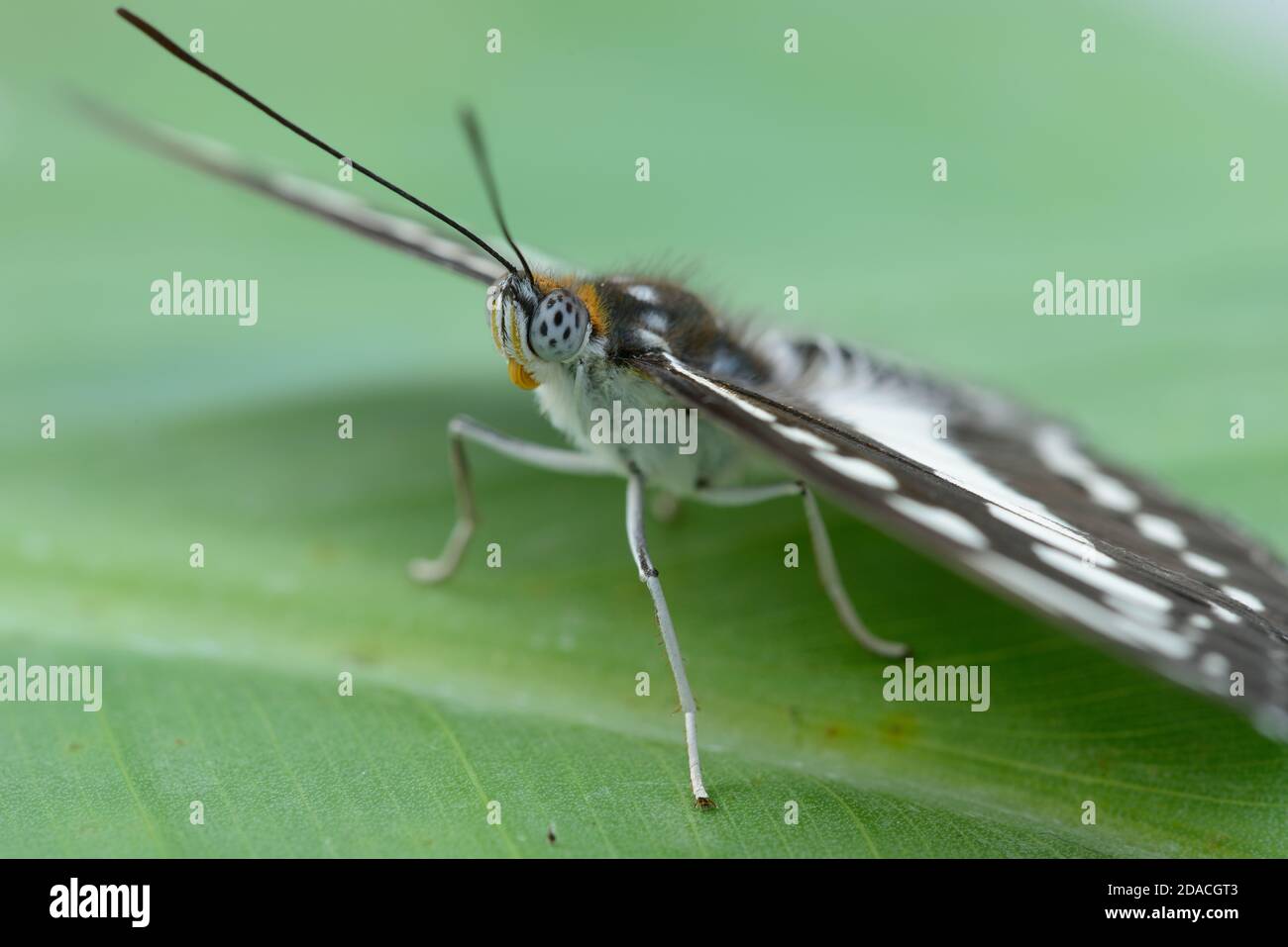 Tropical colorful butterfly resting on a leaf with open wings side ...