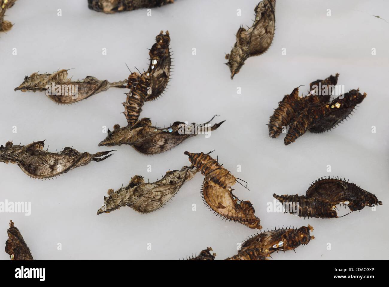 Ready for reproduction hi-res stock photography and images - Alamy