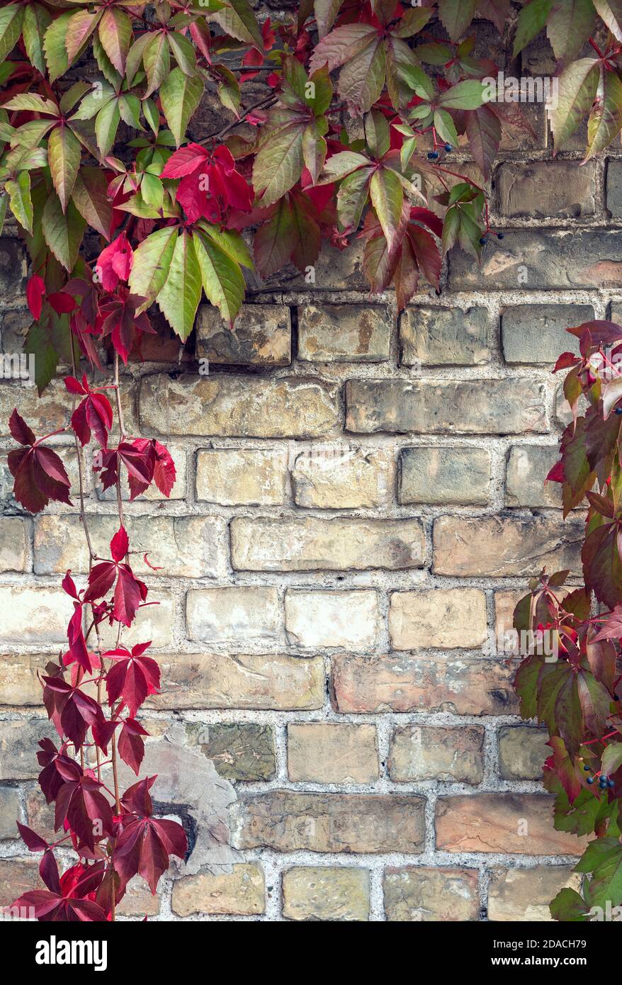 Five finger plant hi-res stock photography and images - Alamy