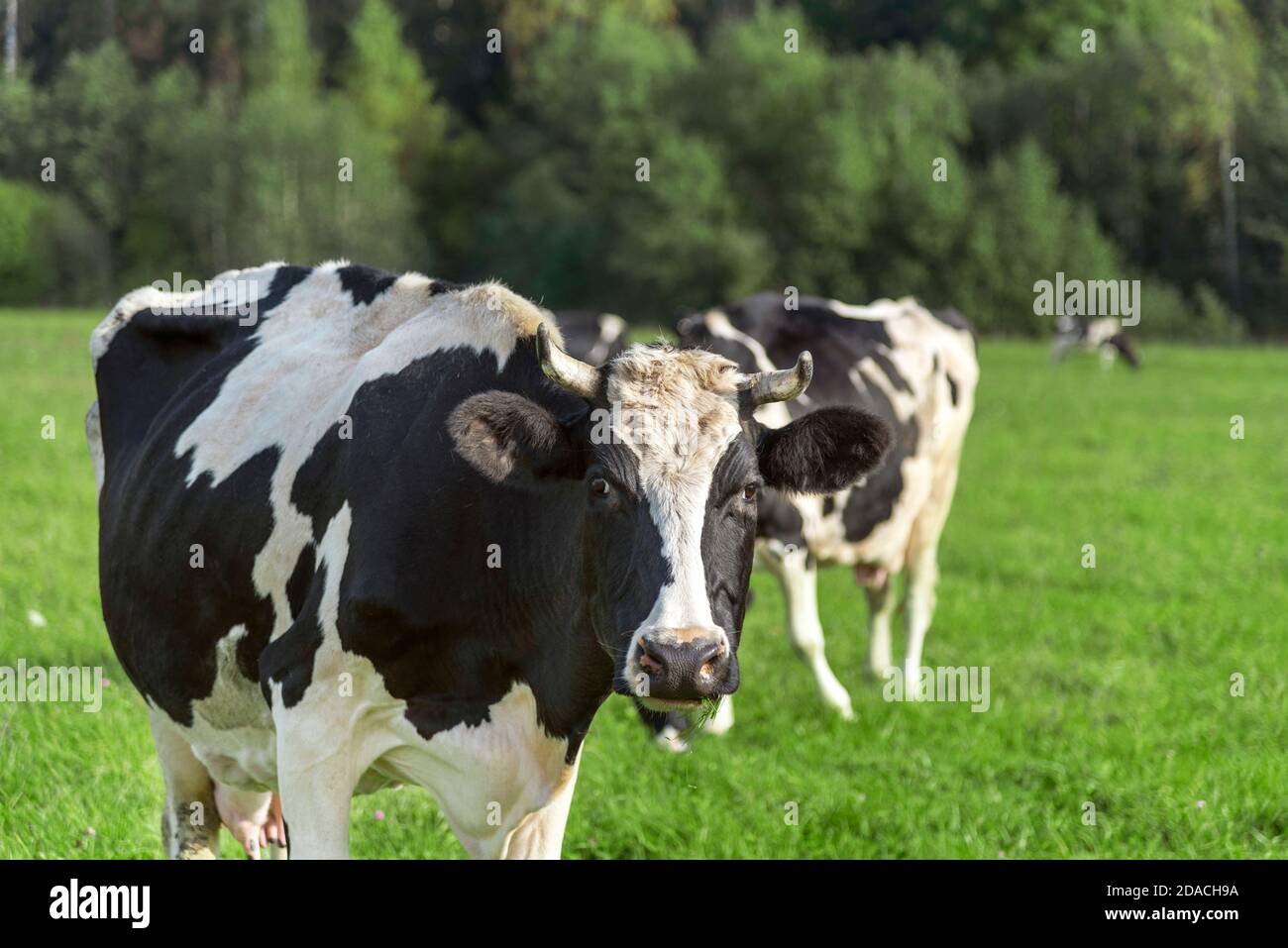 Black pied cattle hi-res stock photography and images - Alamy