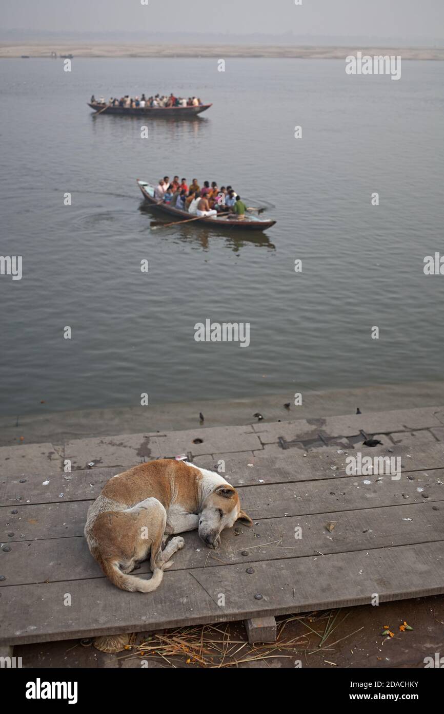 Varanasi, India, January 2009. A dog sleeps in a Ganges River ghat ...