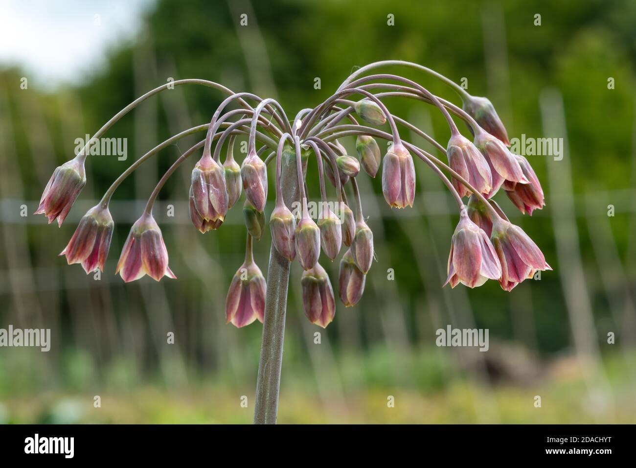 Close up of a honey lily (allium siculum) plant in flower Stock Photo ...