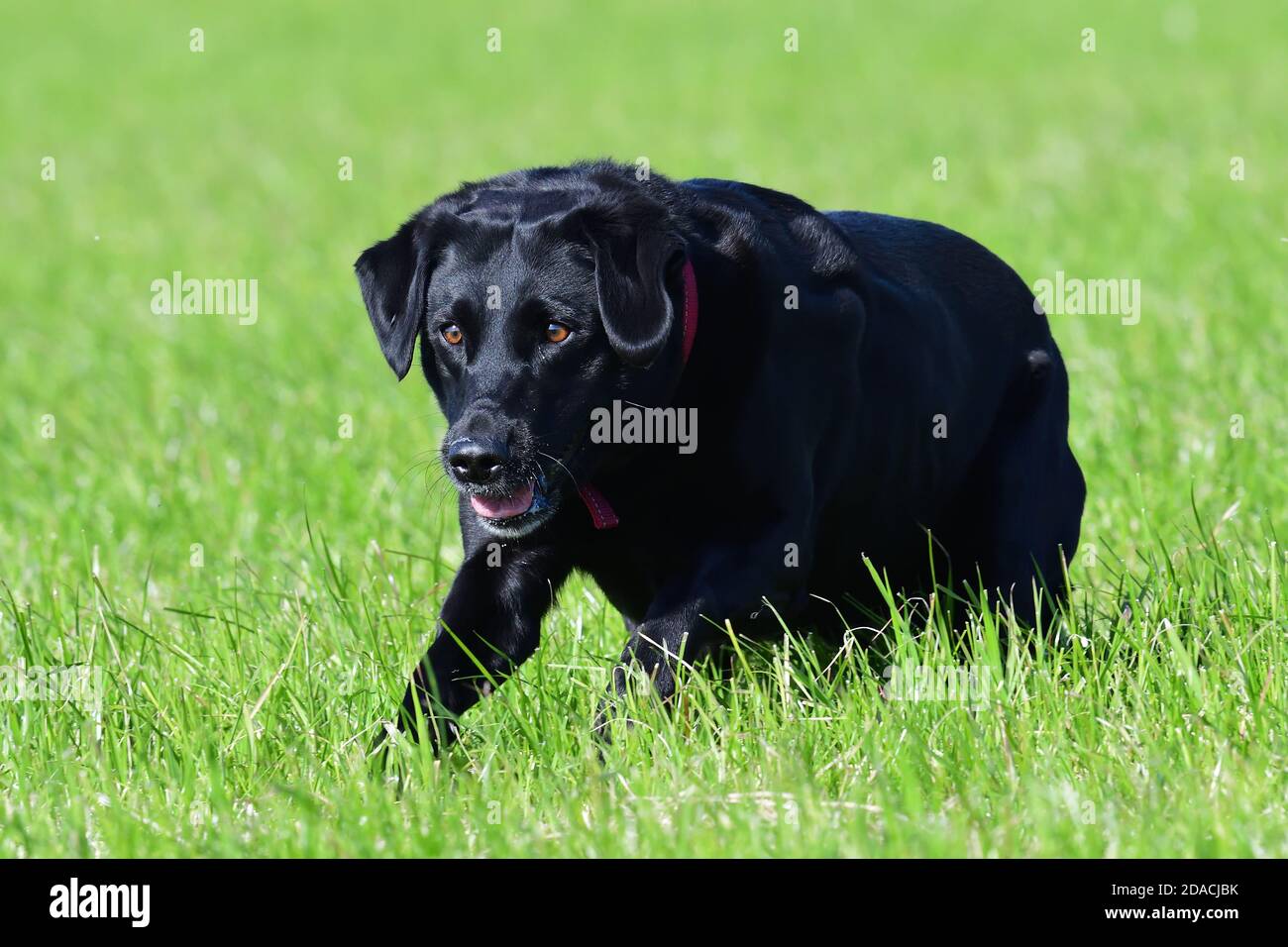 Action shot of a young black Labrador running through a field Stock ...