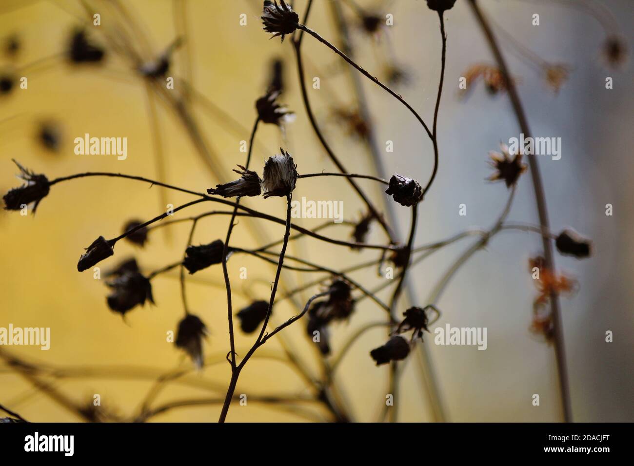 Dry stems and withered dried buds of Blue Fleabane or Erigeron acris of ...