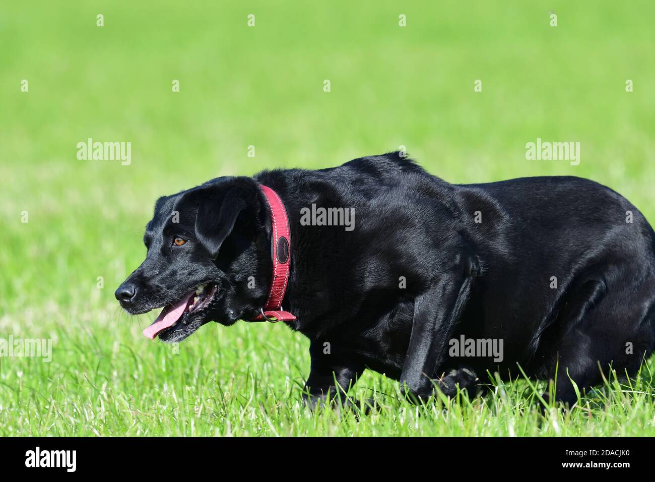 Action shot of a young black Labrador running through a field Stock ...