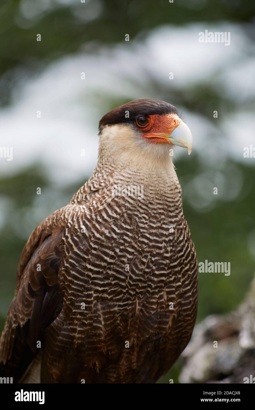 caracara bird of prey in patagonia chile Stock Photo - Alamy