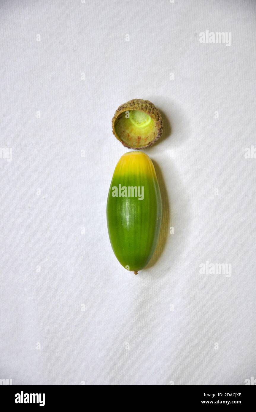 an a corn with its cap Stock Photo - Alamy