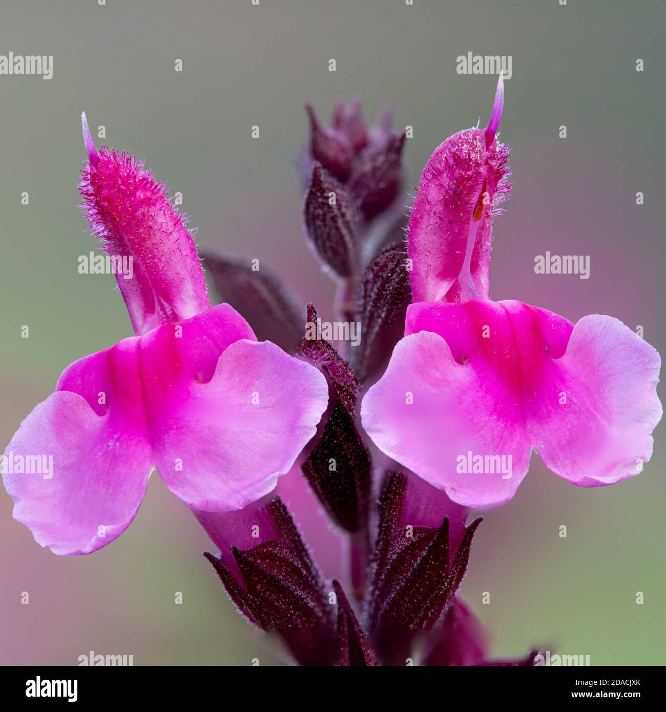 Garden Plant Flower Salvias High Resolution Stock Photography and ...