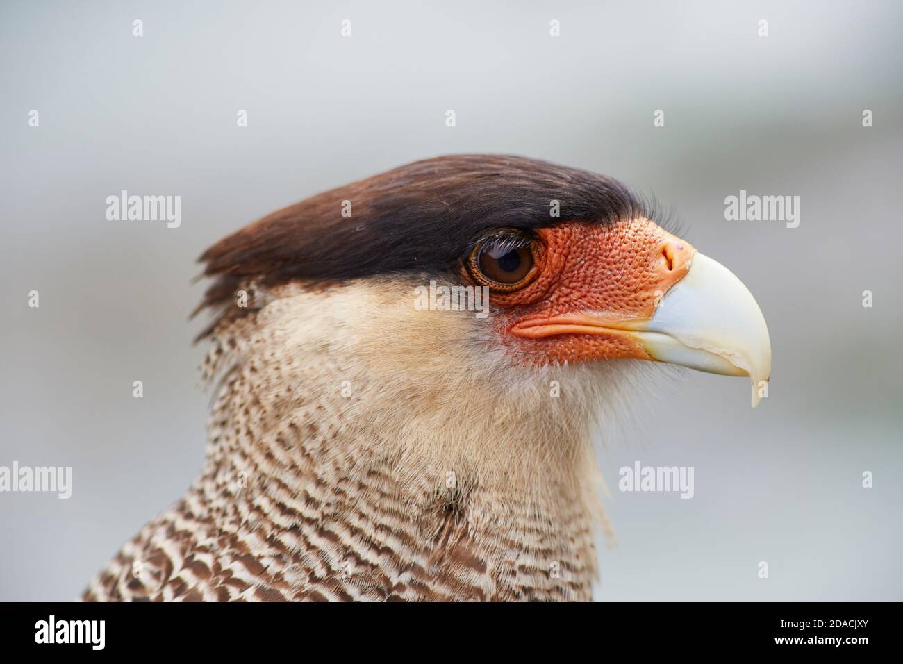 caracara bird of prey in patagonia chile Stock Photo - Alamy