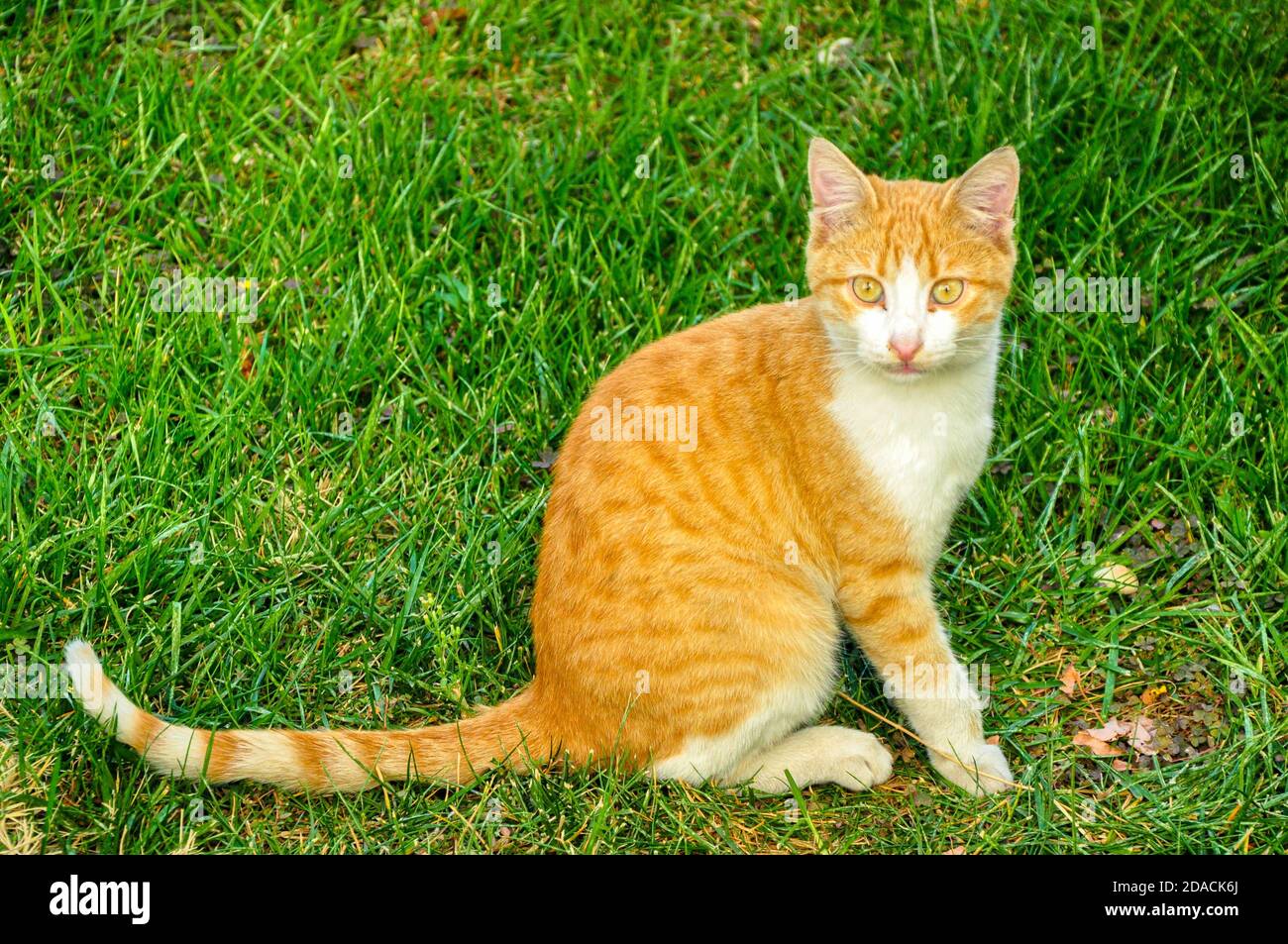 a ginger cat on green grass Stock Photo - Alamy