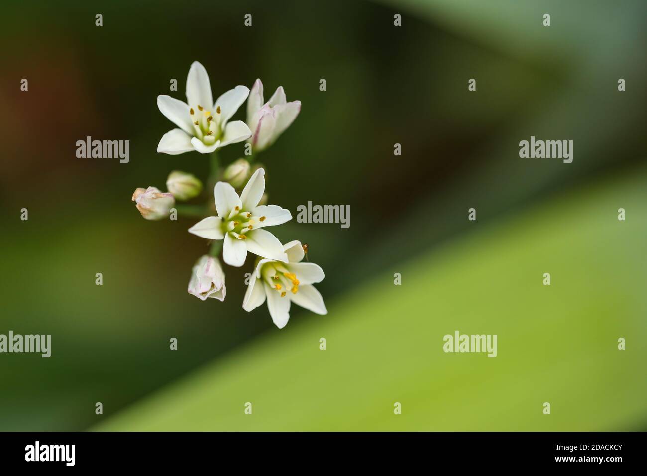 Selective focus shot of slender false garlic in flower Stock Photo - Alamy