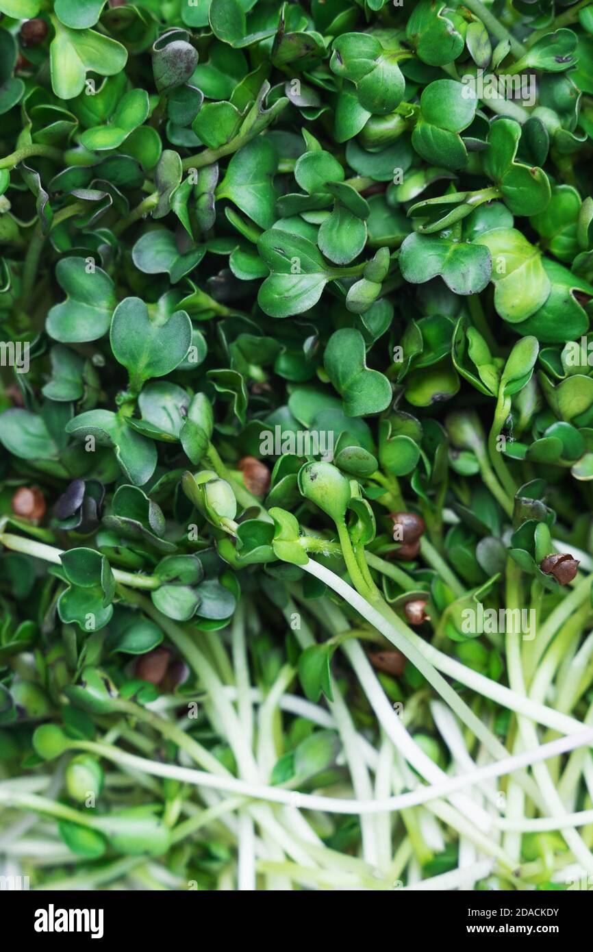 Microgreens macro background image. superfood concept. ecology Stock ...