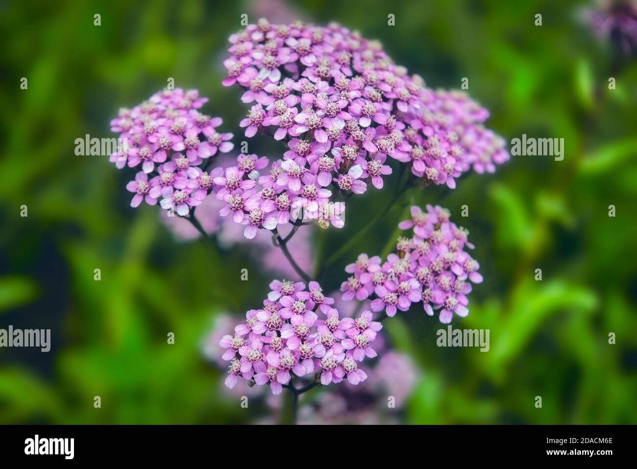 Achillea millefolium, known commonly as yarrow. Wildflower Stock Photo ...