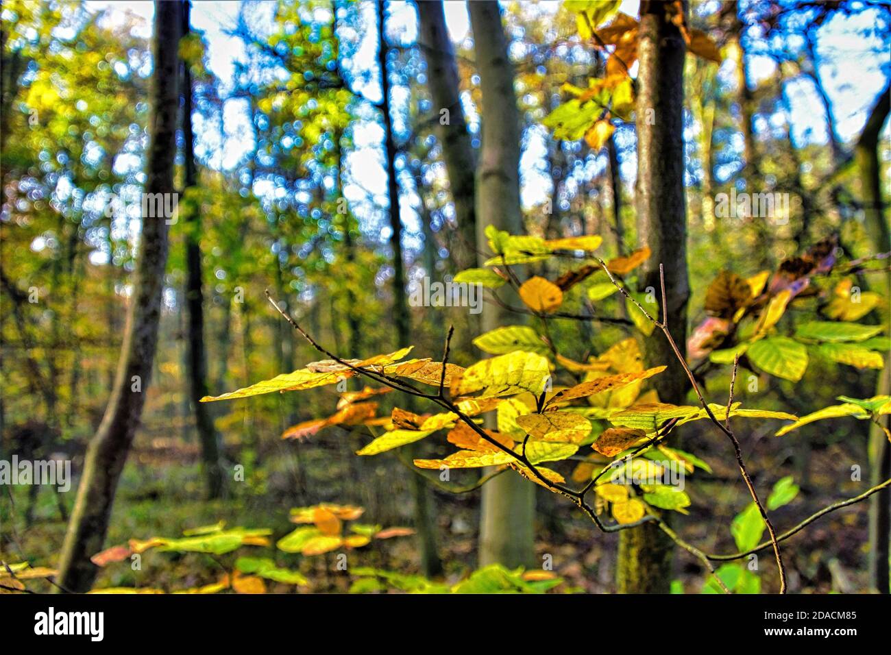 Sony Alpha 6000 Stock Photo - Alamy