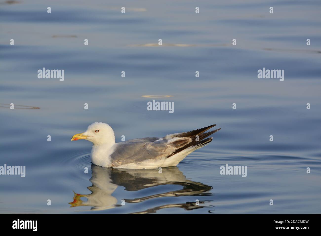 SEAGULL IN A CALM SEA WITH REFLECTIONS AND VERY CLOSE Stock Photo - Alamy