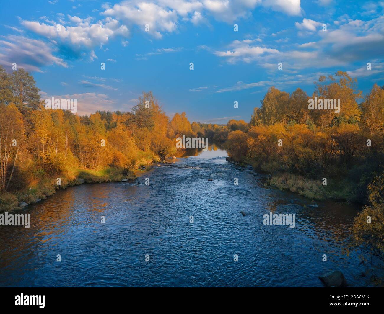 Autumn landscape, forest trees are reflected in calm river water ...