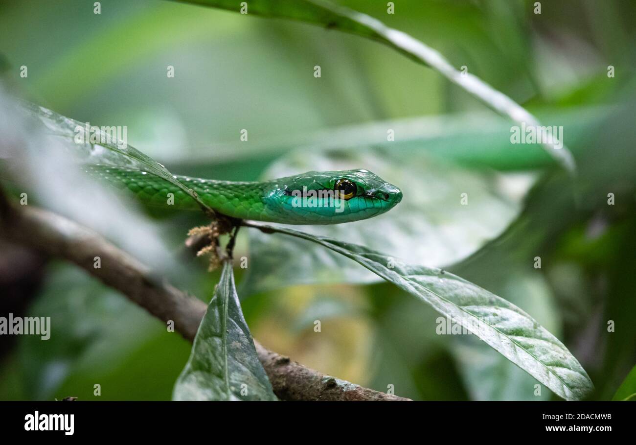 Leptophis ahaetulla, parrot snake, lora, hiding and hanging on tree ...