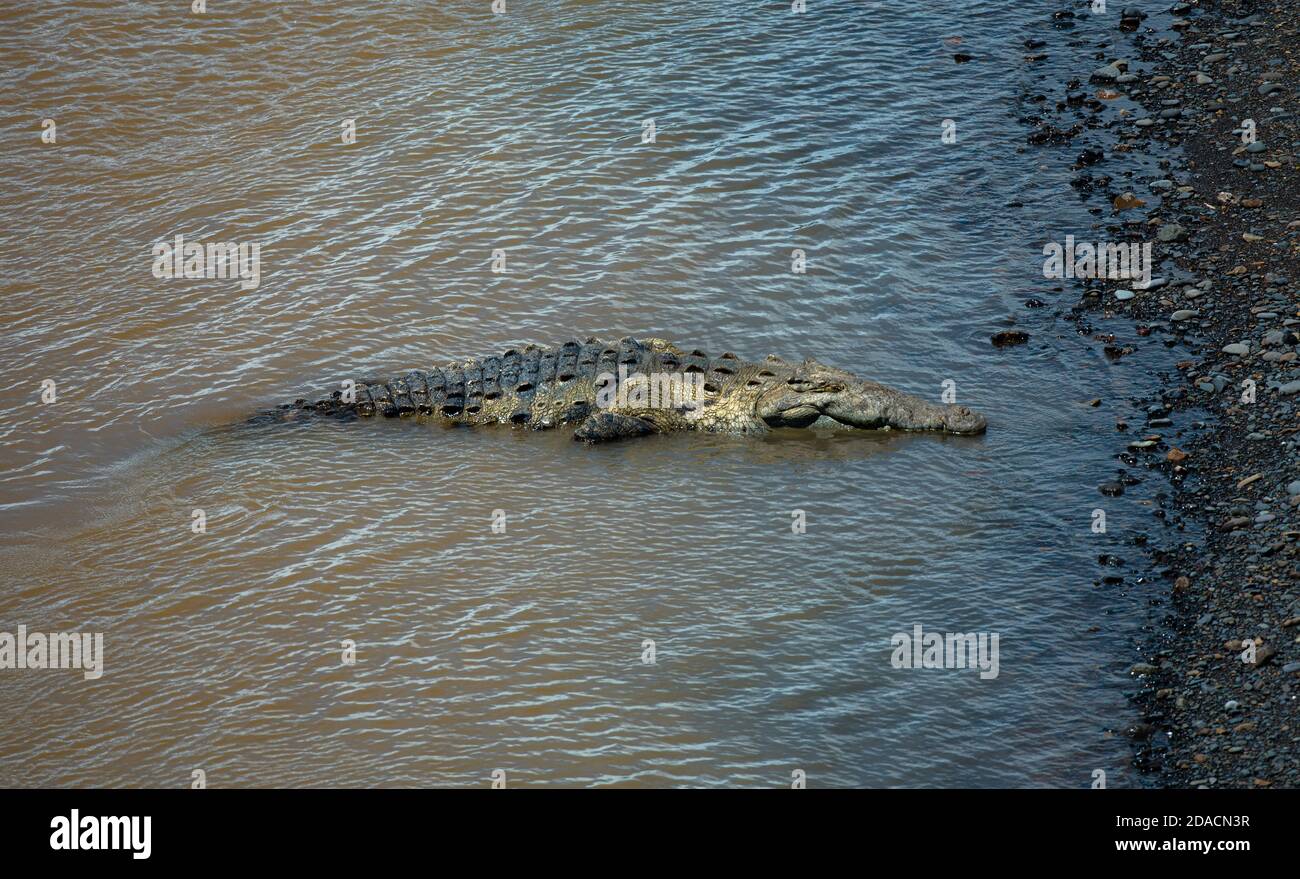 Crocodile side view hi-res stock photography and images - Alamy