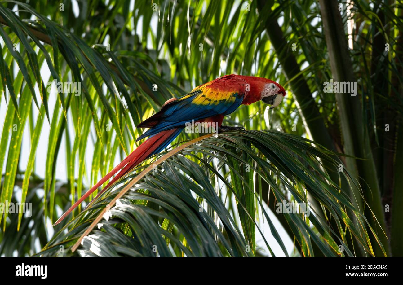 Scarlet macaw, Ara macao, Wild Red Yellow Blue colored colorful ...
