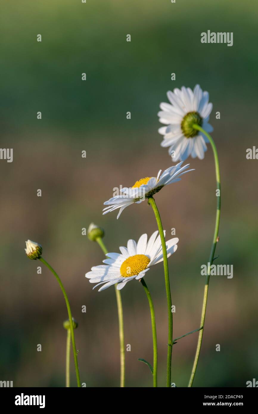 Oxeye Daisy (Leucanthemum vulgare) flowers Stock Photo - Alamy