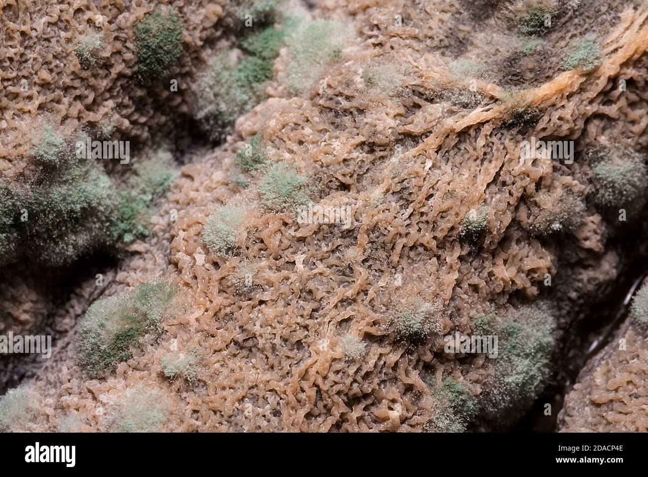 Gray and green mold. Spoiled food covered in mold. Mildew on a macro ...