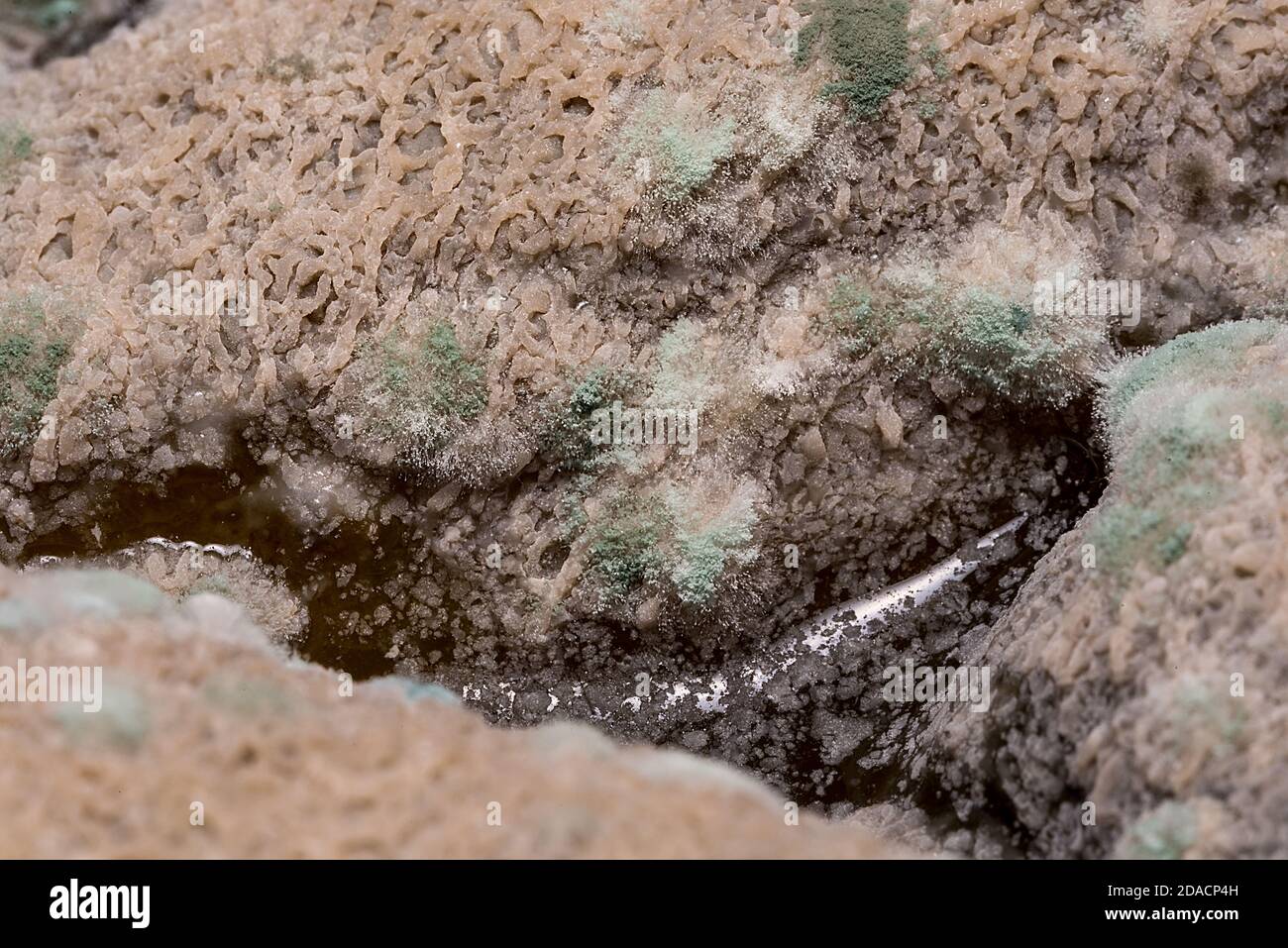 Gray and green mold. Spoiled food covered in mold. Mildew on a macro ...