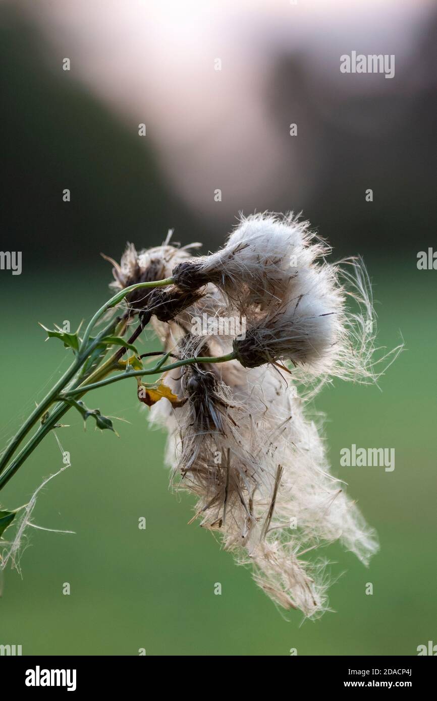 Thistle down (Cirsium spp Stock Photo - Alamy