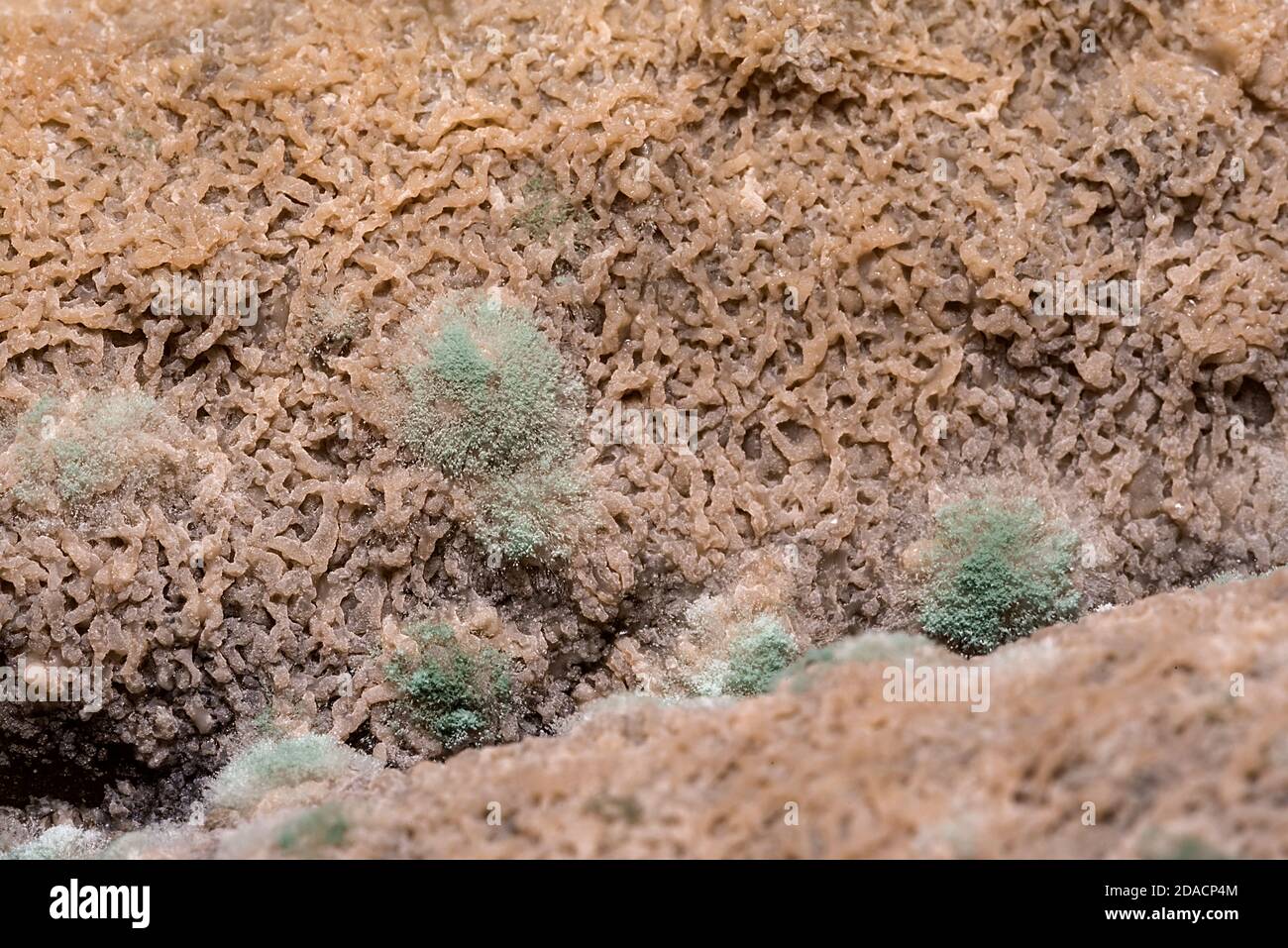 Gray and green mold. Spoiled food covered in mold. Mildew on a macro ...