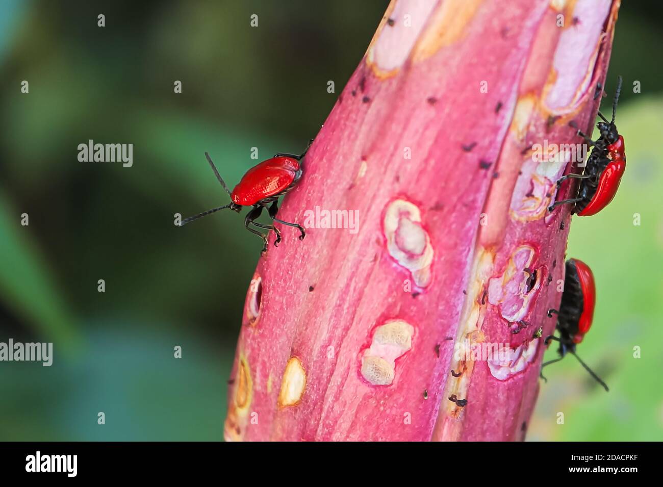 Macro view of a chewed up lilly bud with beetles Stock Photo - Alamy