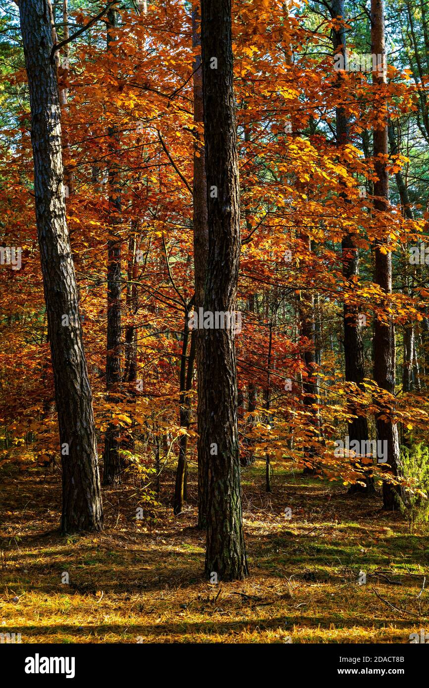 Autumn colorful landscape of mixed forest thicket with common oak trees ...