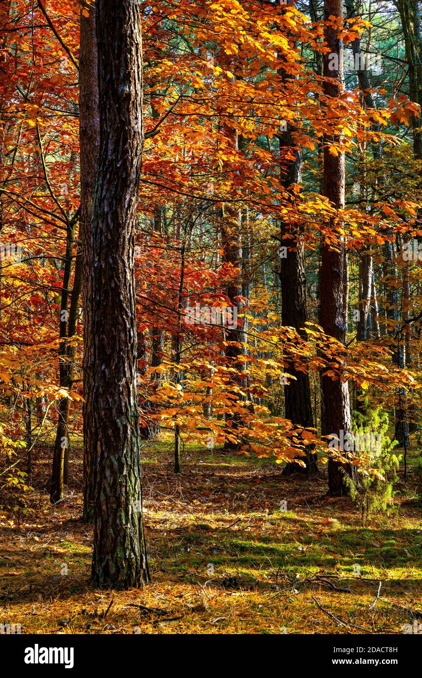 Autumn colorful landscape of mixed forest thicket with common oak trees ...