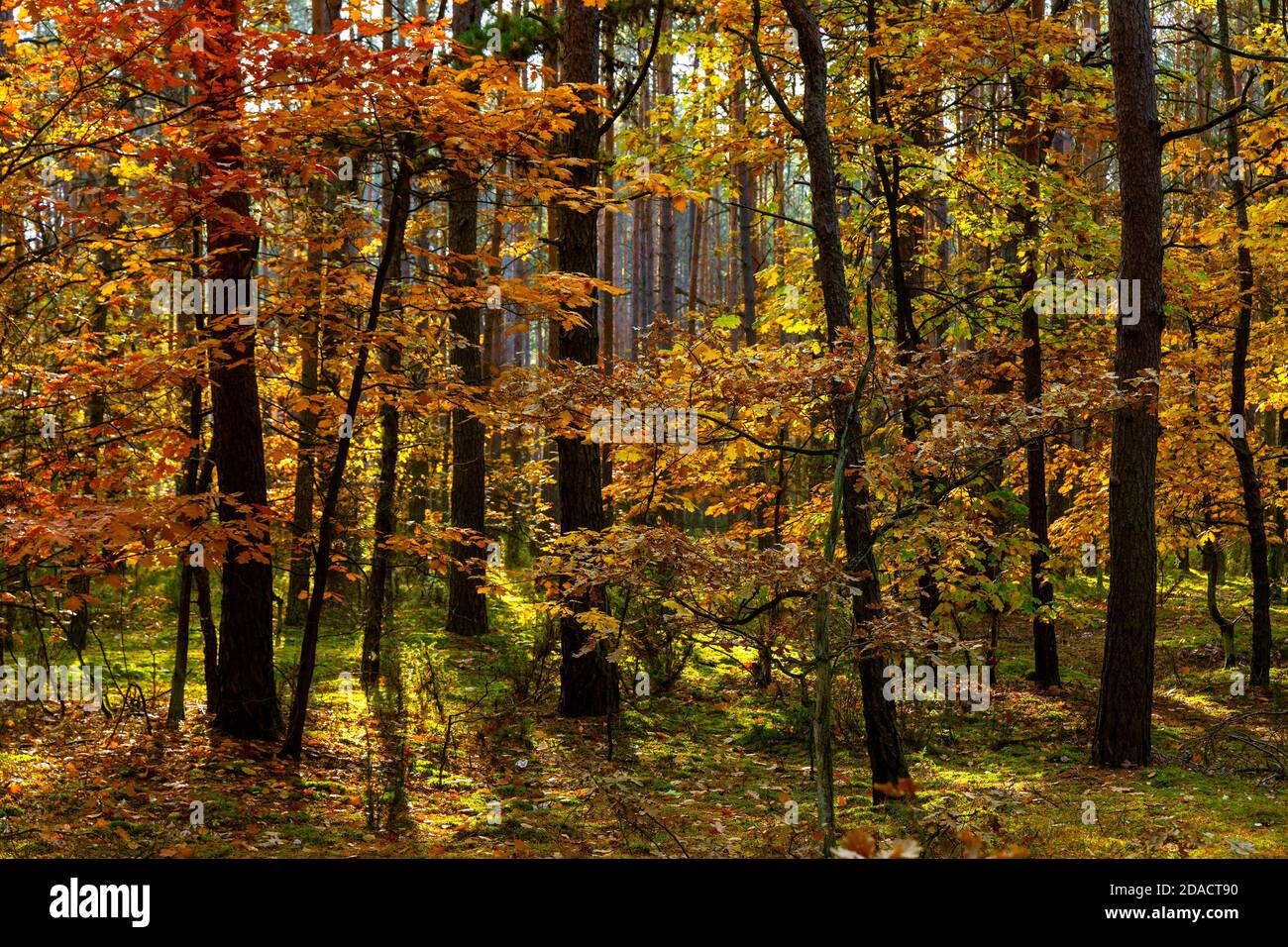 Autumn colorful landscape of mixed forest thicket with common oak trees ...