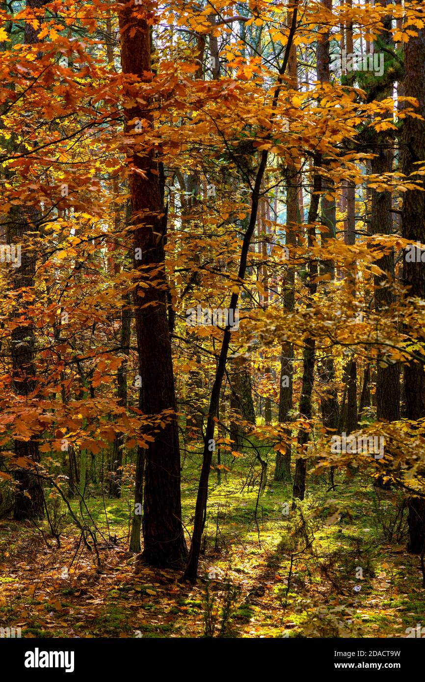 Dab szypulkowy hi-res stock photography and images - Alamy