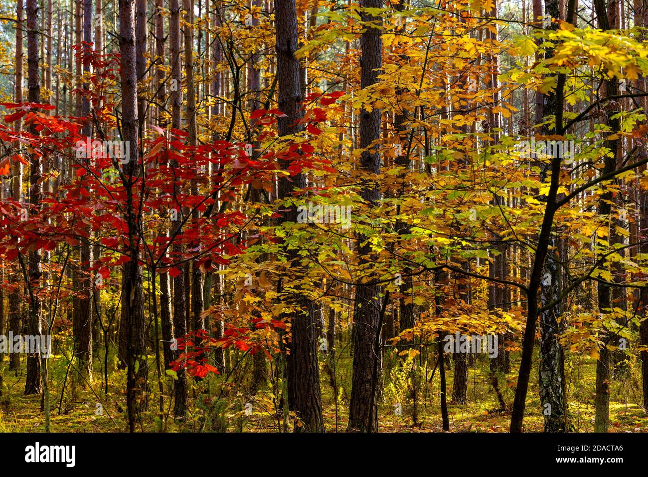 Autumn colorful landscape of mixed forest thicket with common oak trees ...