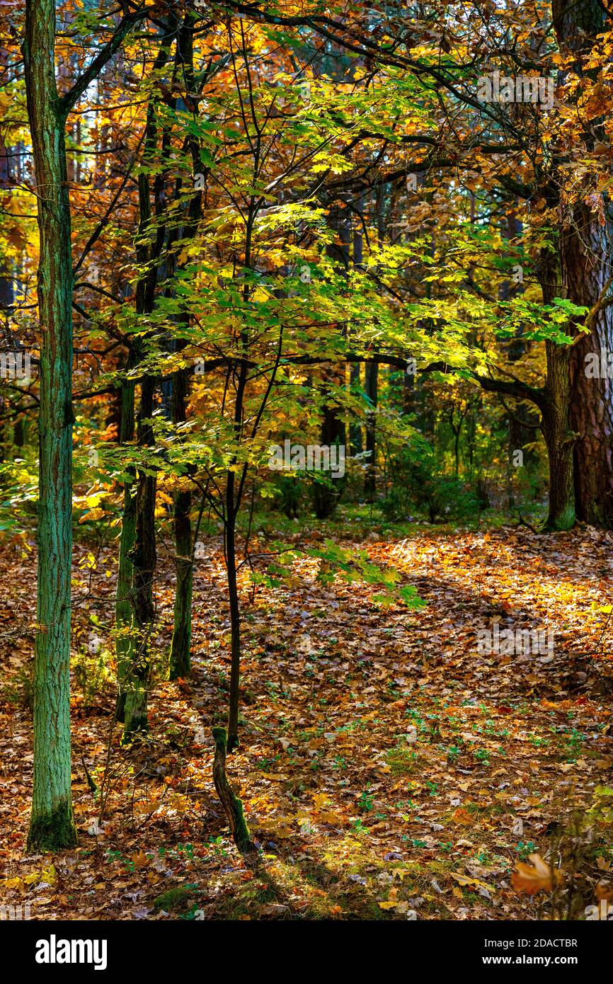Oak trees quercus maple trees hi-res stock photography and images - Alamy