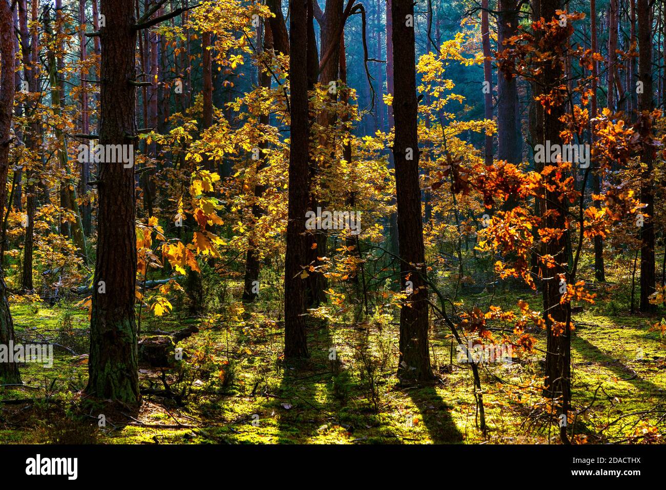 Autumn colorful landscape of mixed forest thicket with common oak trees ...