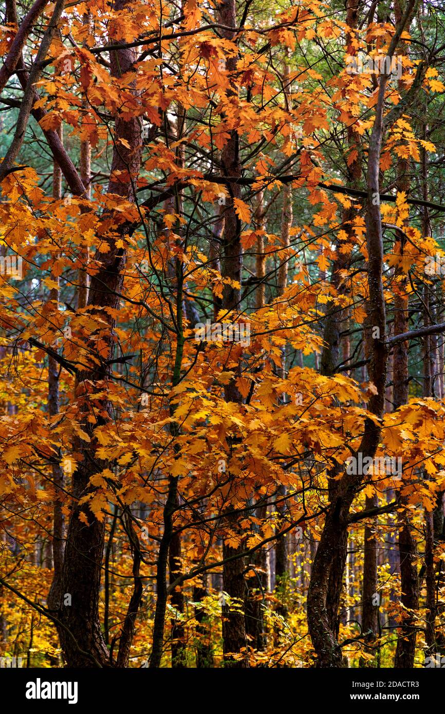 Autumn colorful landscape of mixed forest thicket with common oak trees ...