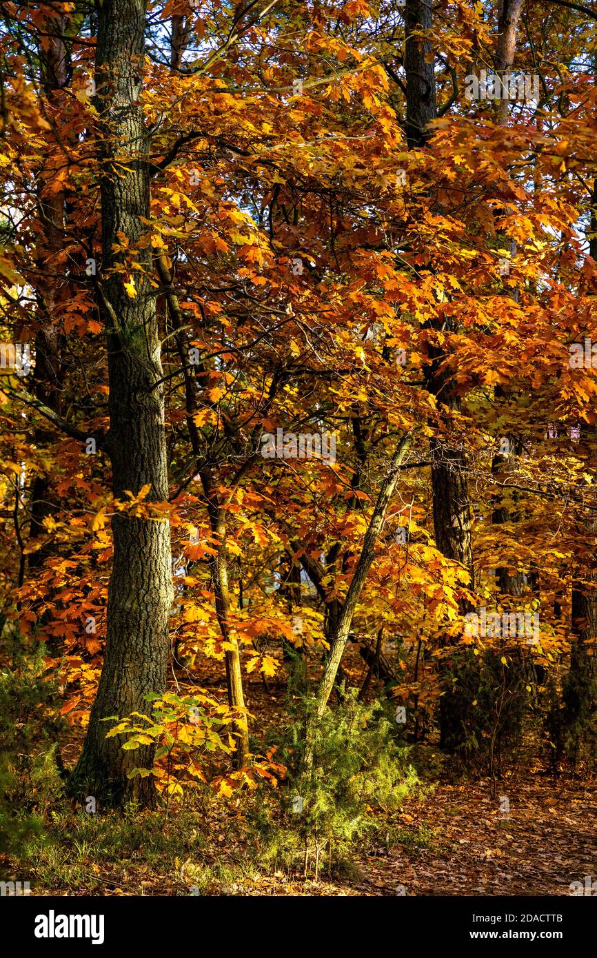Autumn colorful landscape of mixed forest thicket with common oak trees ...
