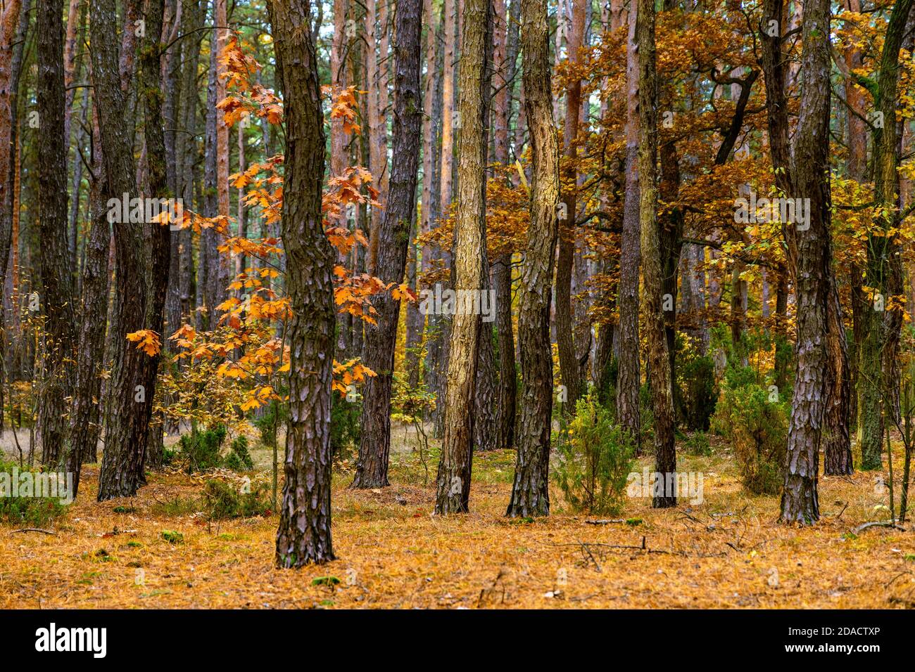 Sosna zwyczajna hi-res stock photography and images - Alamy