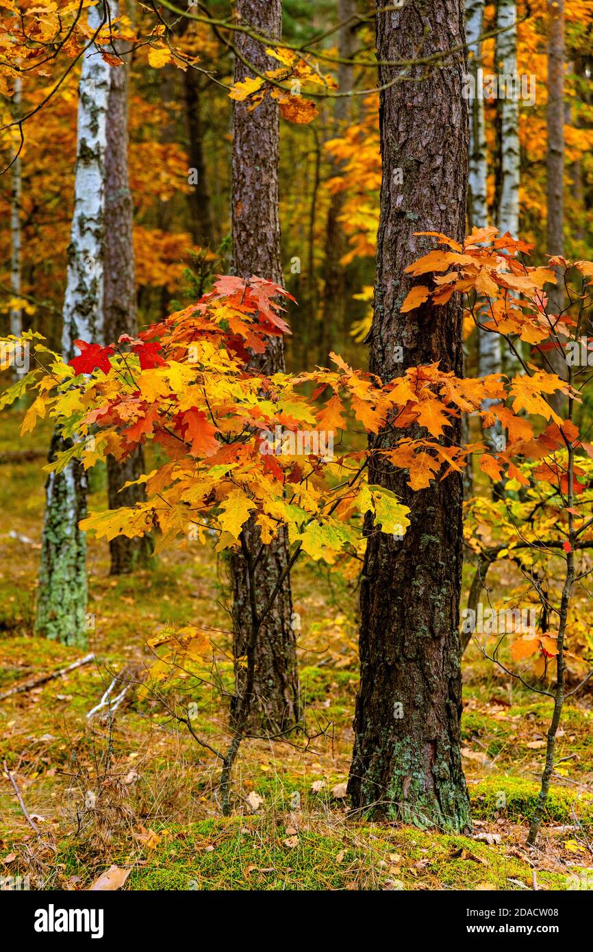 Autumn colorful landscape of mixed forest thicket with common oak trees ...