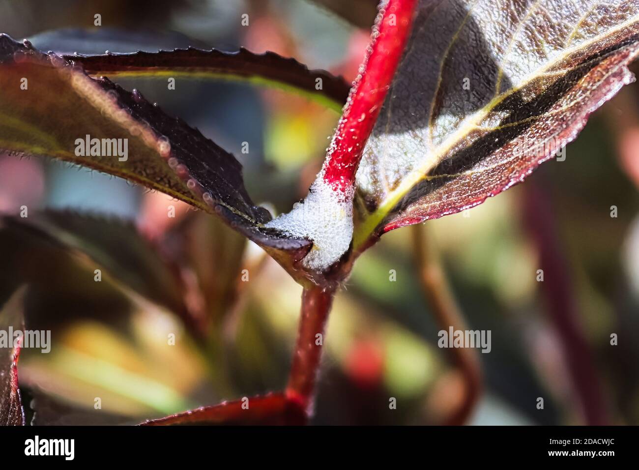 Closeup of a foam mass caused by a spittlebug Stock Photo - Alamy